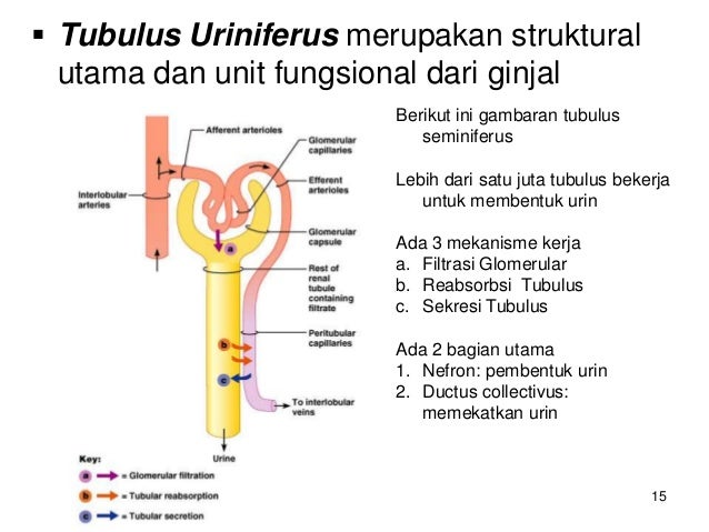 Sistem traktus urinarius