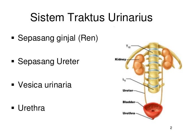 Sistem traktus urinarius