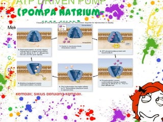Sistem transpor membran | PPTX