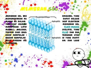 Sistem transpor membran | PPTX