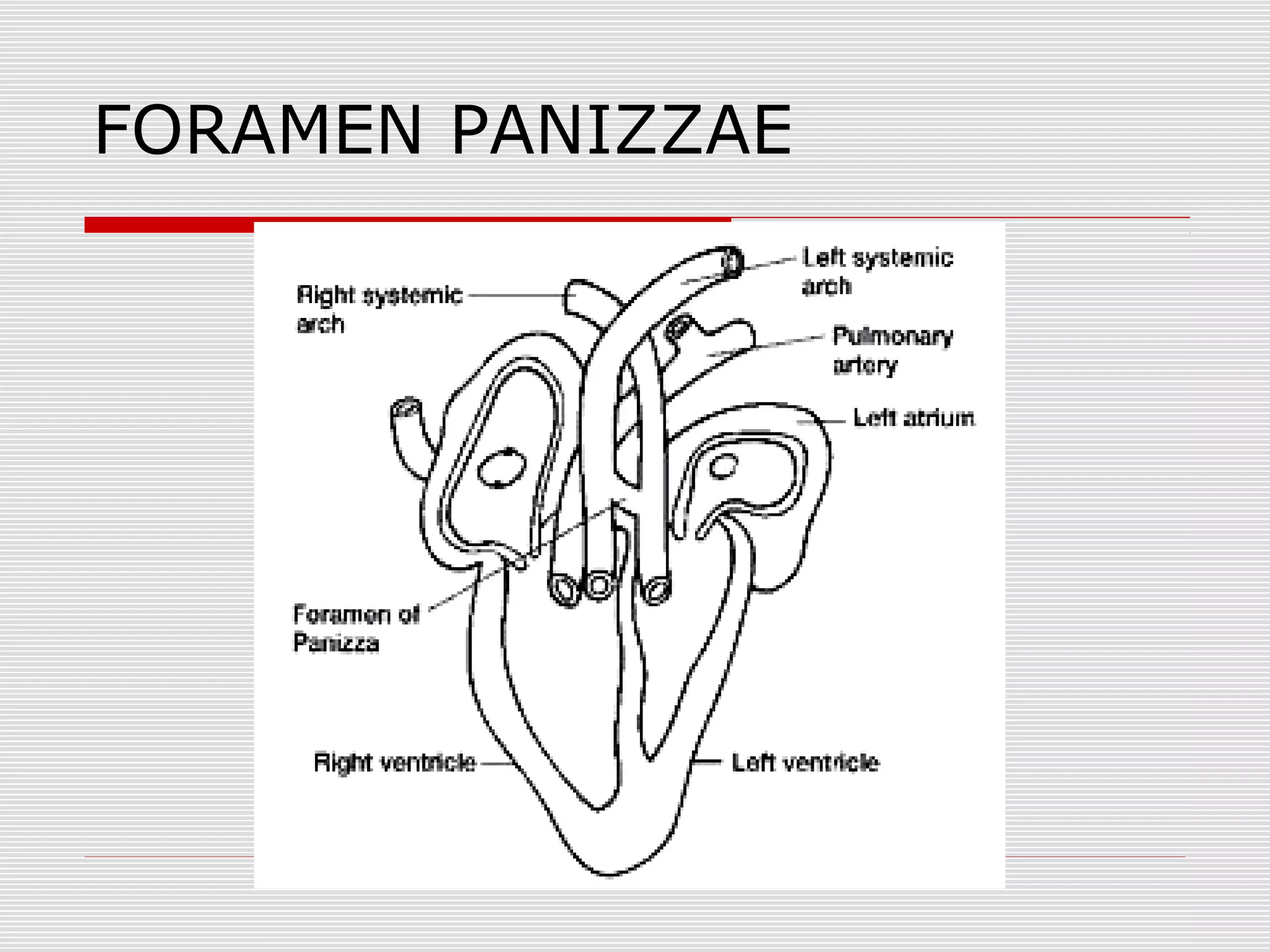 Sistem transportasi pada hewan | PPT