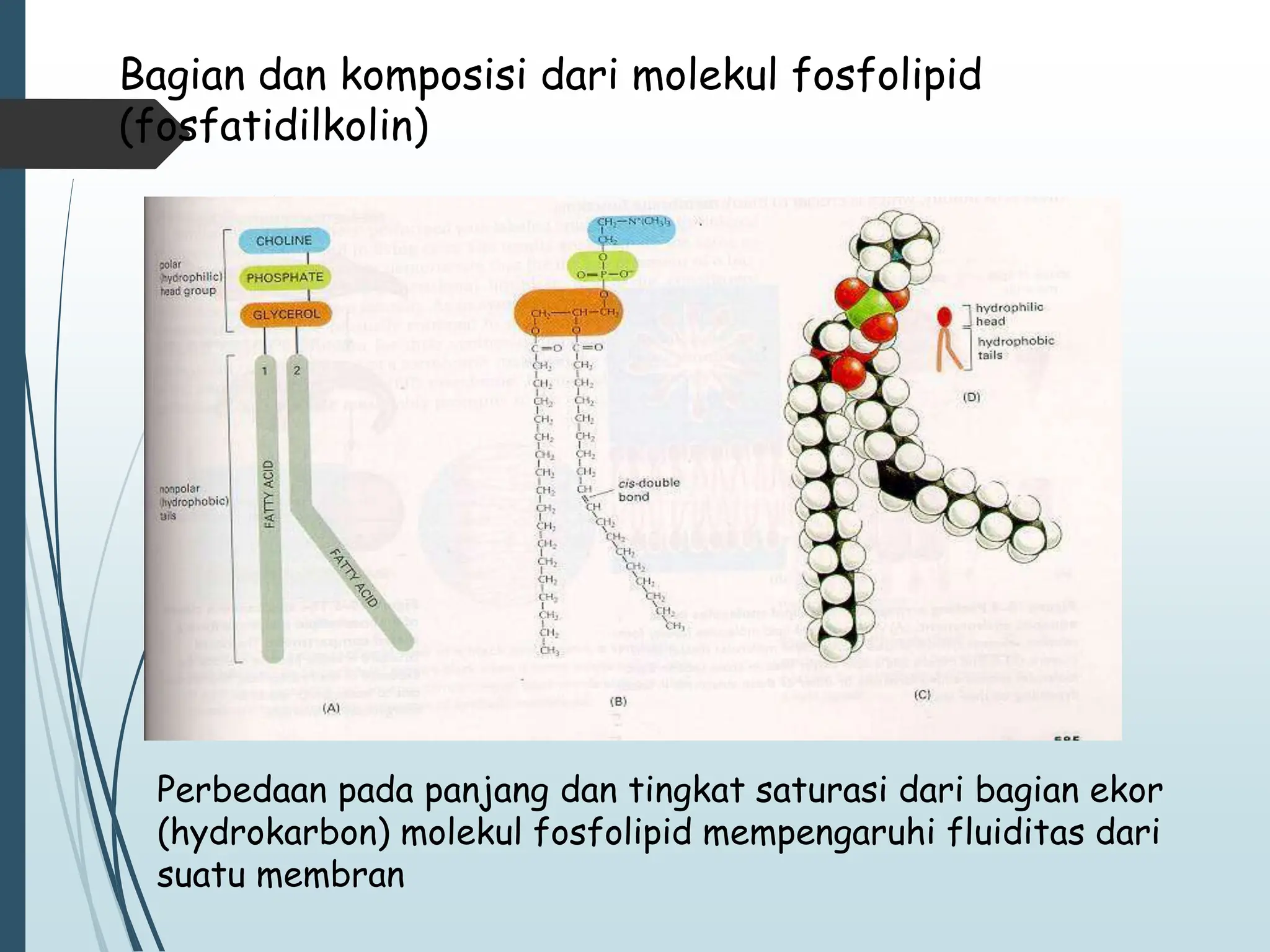 Sistem_Transport_pd_Membran-pertemuan2.ppt