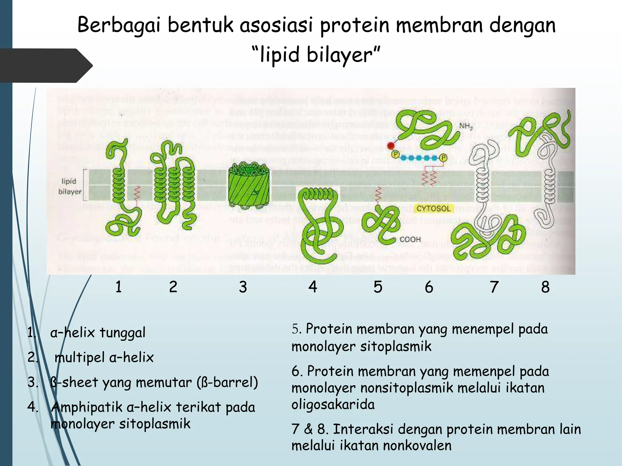 Sistem_Transport_pd_Membran-pertemuan2.ppt