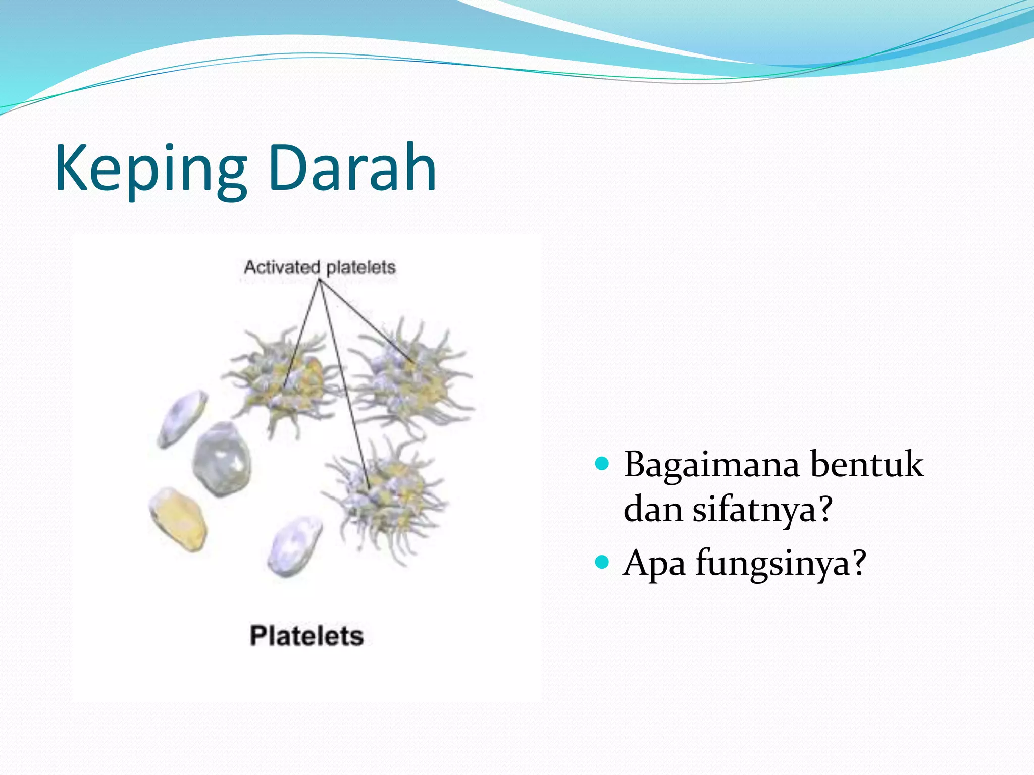 Sistem transpotasi manusia | PPT