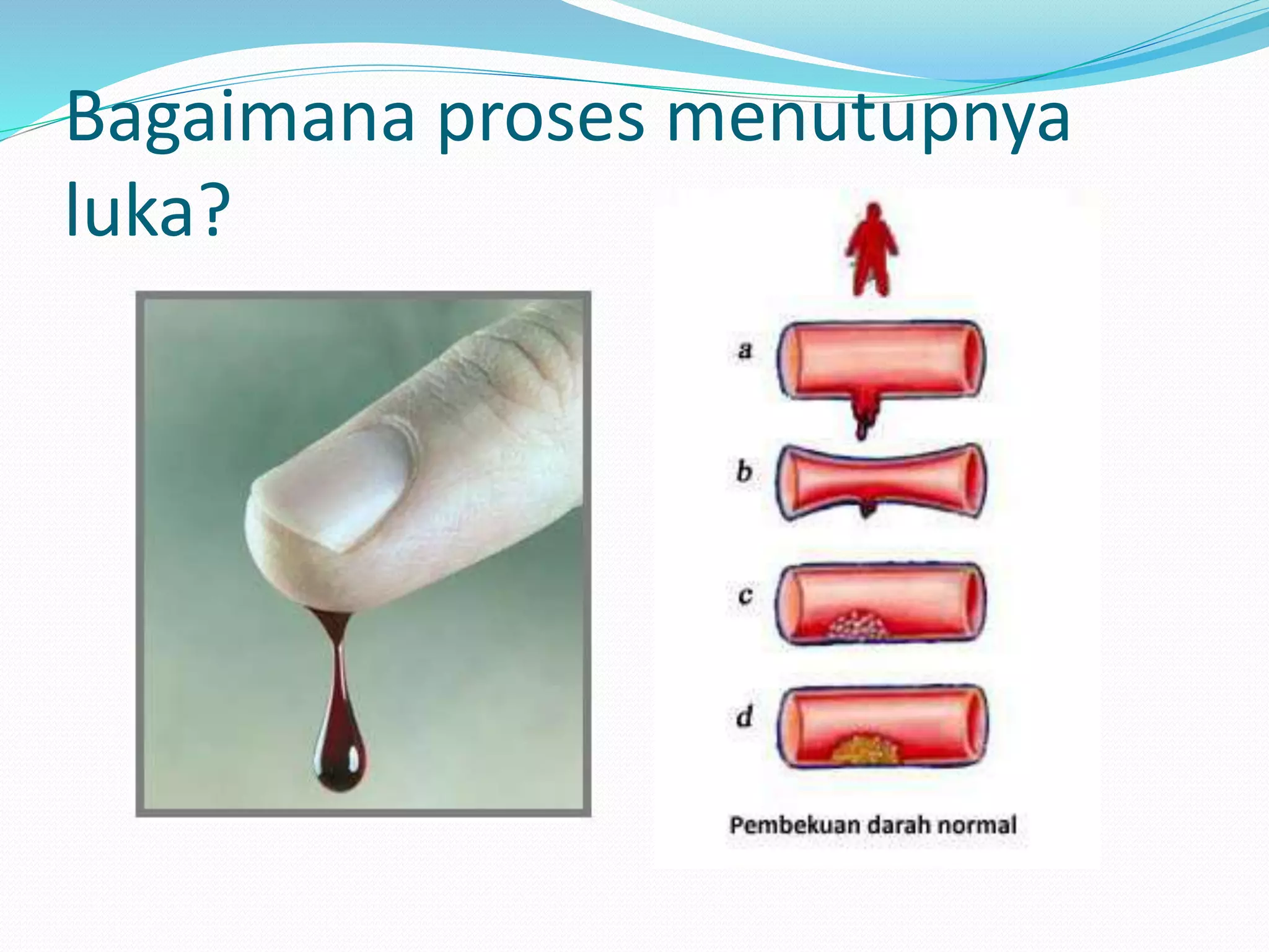 Sistem transpotasi manusia | PPT