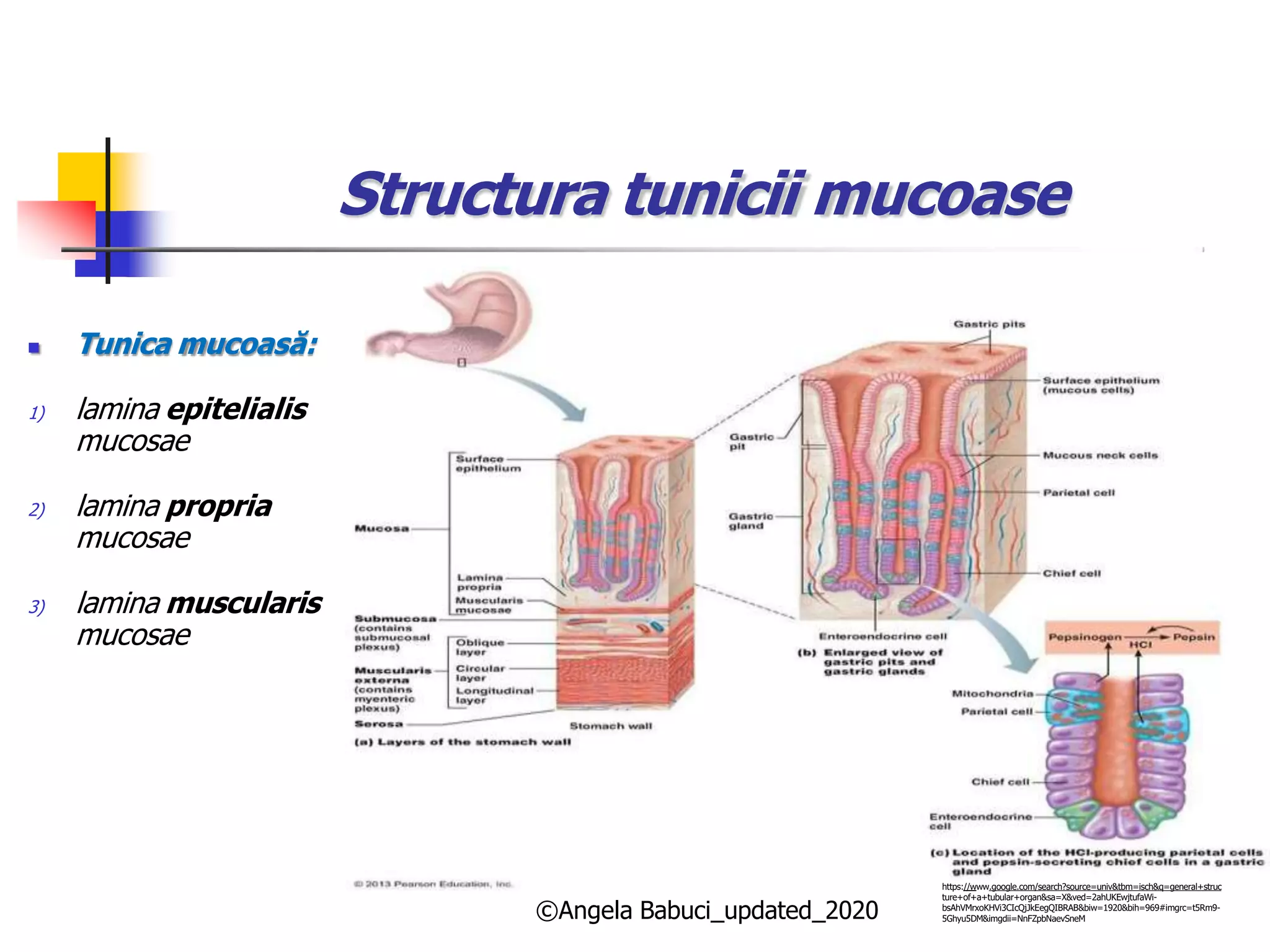 Sistemul-Digestiv_Peritoneul_updated_2020_web (1).pptx