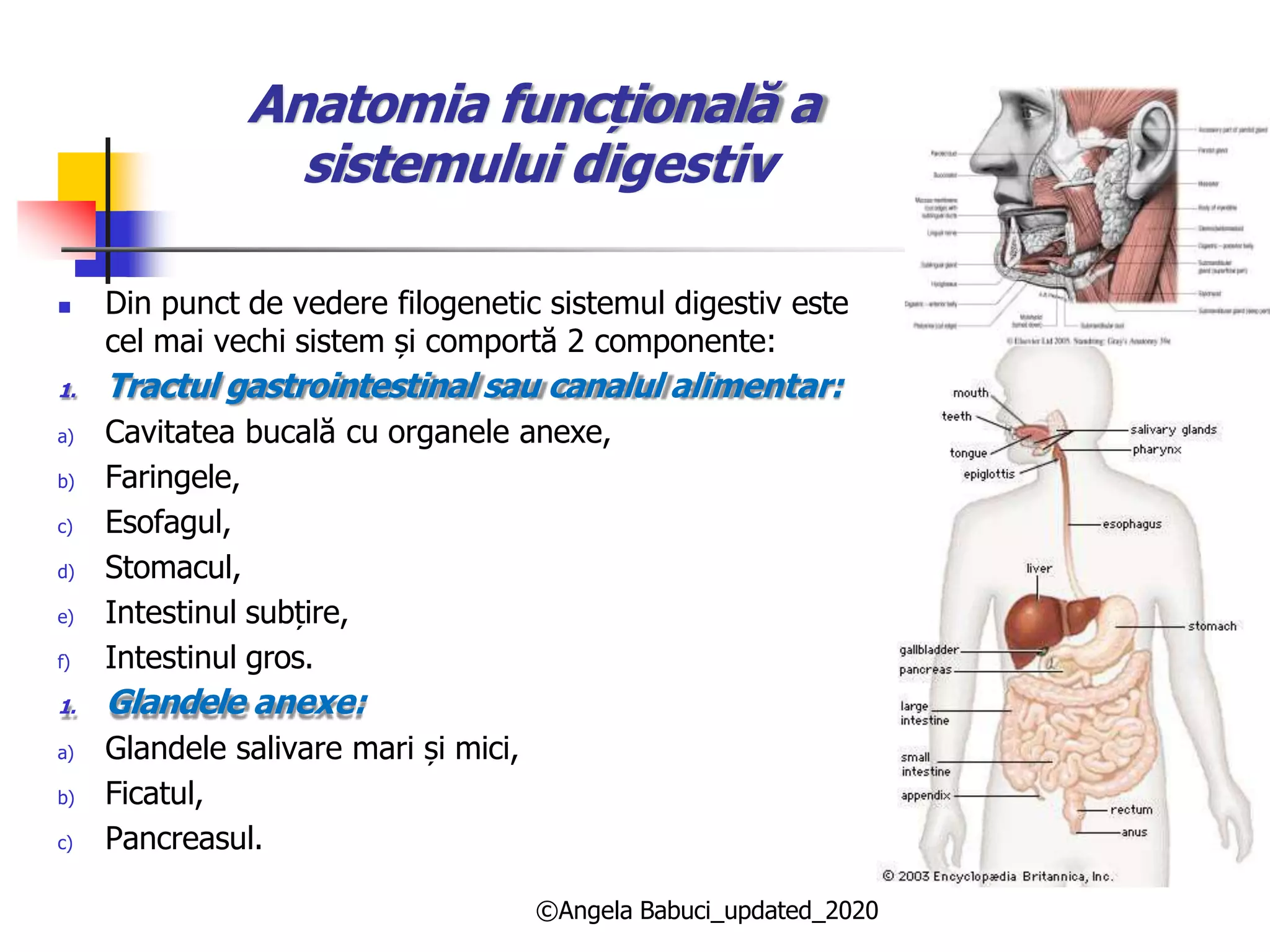 Sistemul-Digestiv_Peritoneul_updated_2020_web (1).pptx