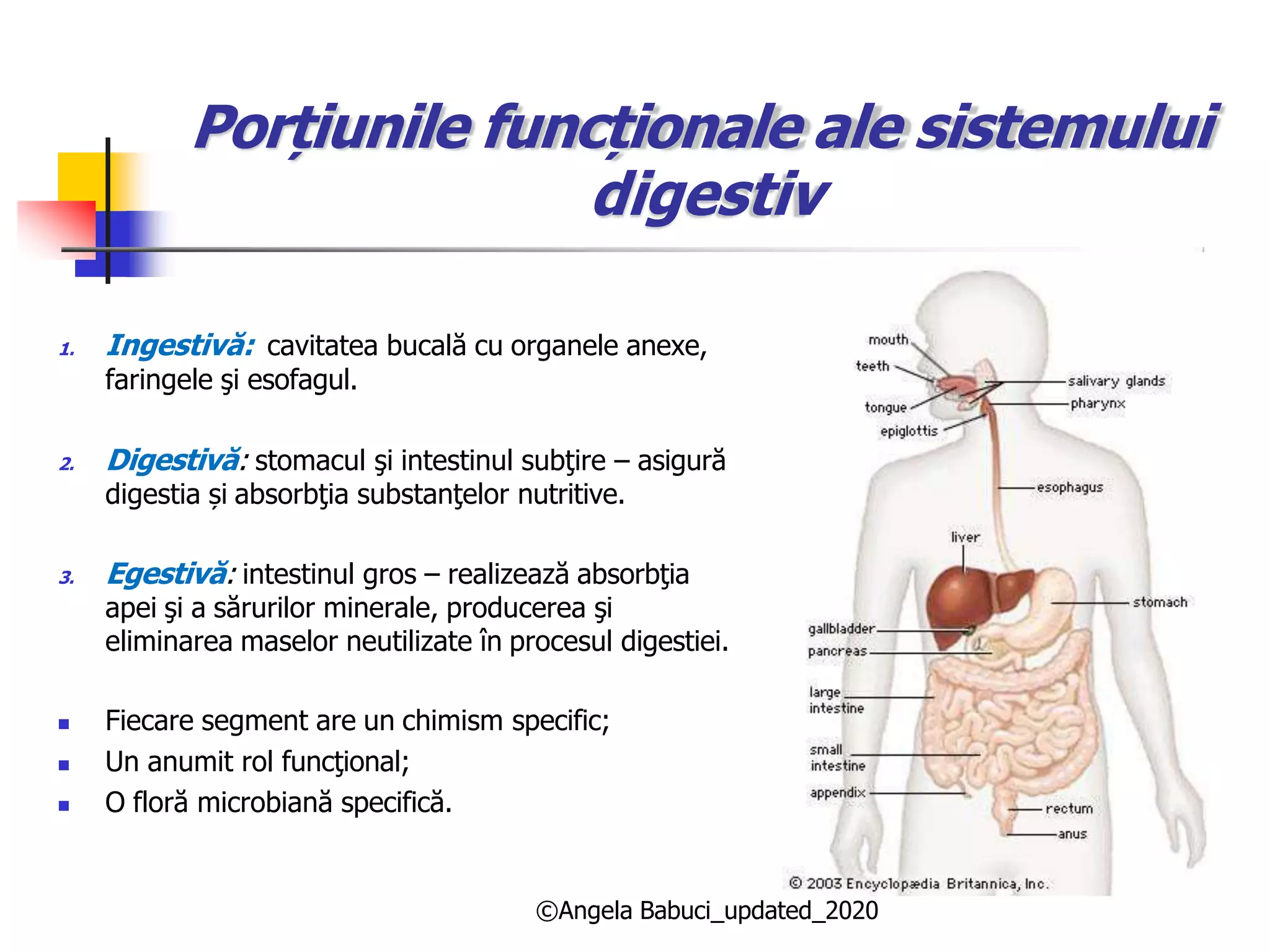 Sistemul-Digestiv_Peritoneul_updated_2020_web (1).pptx