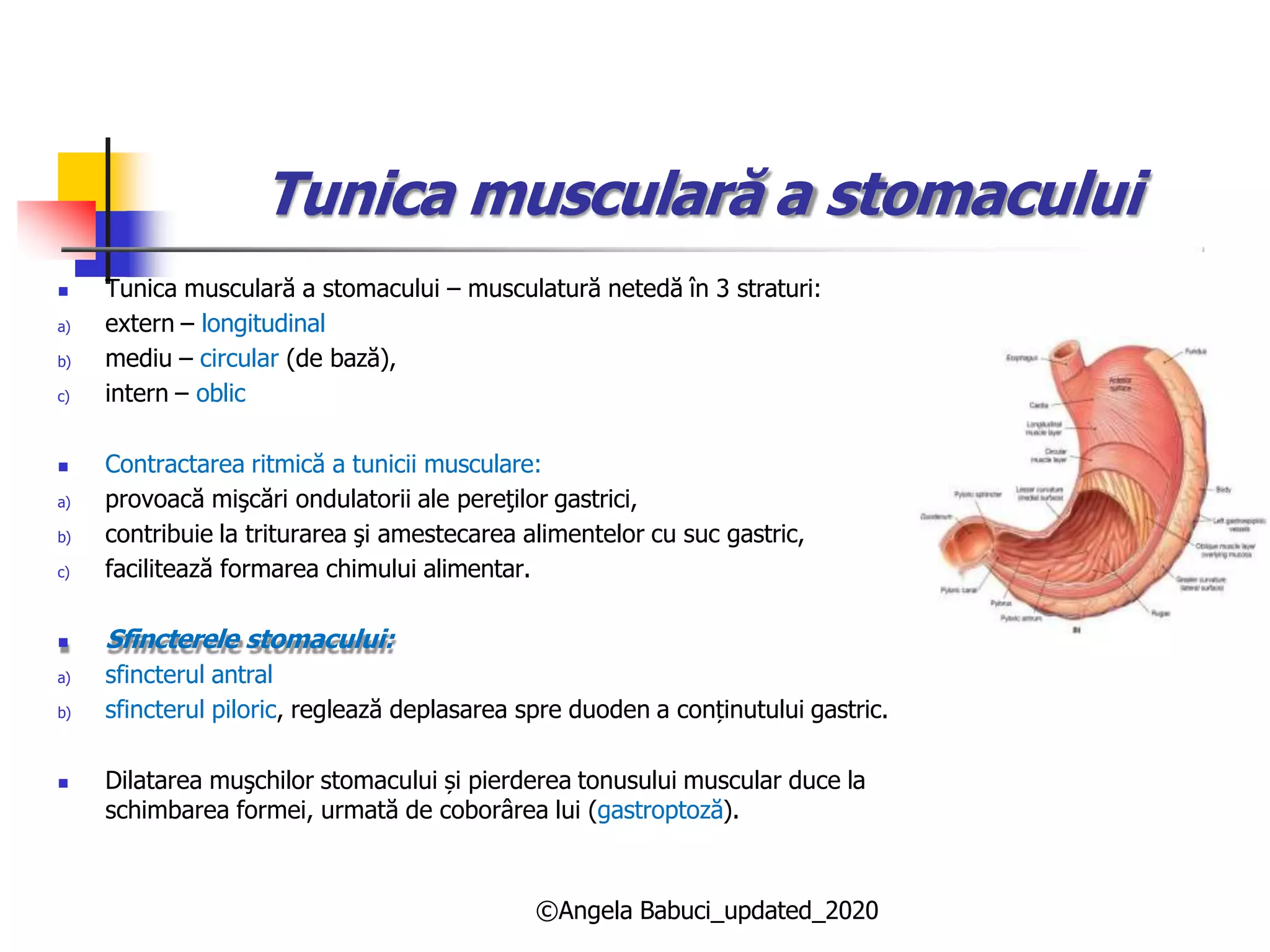Sistemul-Digestiv_Peritoneul_updated_2020_web (1).pptx
