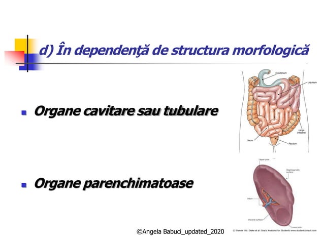 Sistemul-Digestiv_Peritoneul_updated_2020_web (1).pptx
