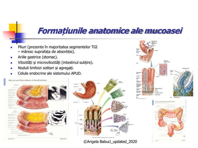 Sistemul-Digestiv_Peritoneul_updated_2020_web (1).pptx