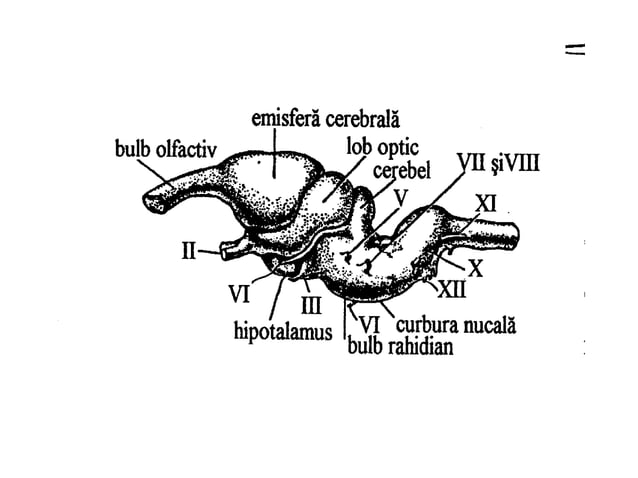 Sistemul Nervos îN Seria Vertebratelor | PPT