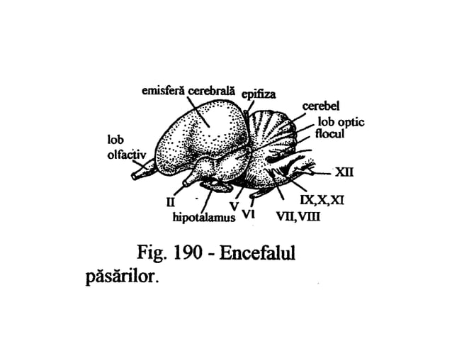 Sistemul Nervos îN Seria Vertebratelor | PPT