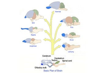 Sistemul Nervos îN Seria Vertebratelor | PPT