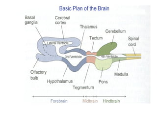 Sistemul Nervos îN Seria Vertebratelor | PPT