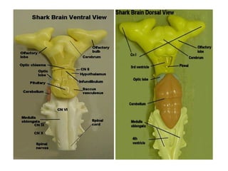 Sistemul Nervos îN Seria Vertebratelor | PPT