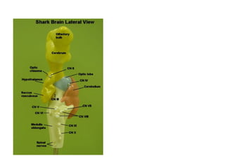 Sistemul Nervos îN Seria Vertebratelor | PPT