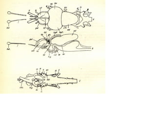 Sistemul Nervos îN Seria Vertebratelor | PPT