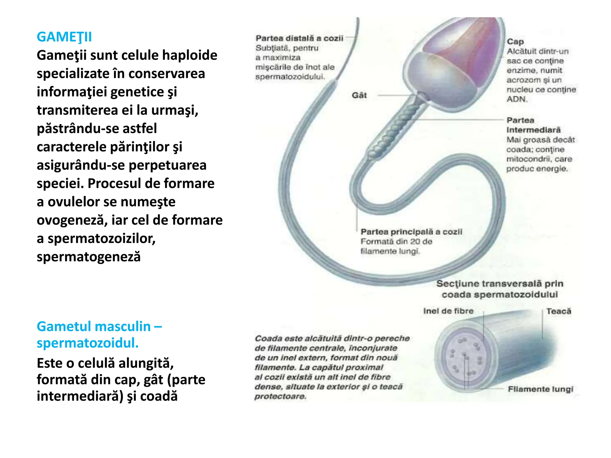 sistemul-reproducc482tor-la-om.ppt