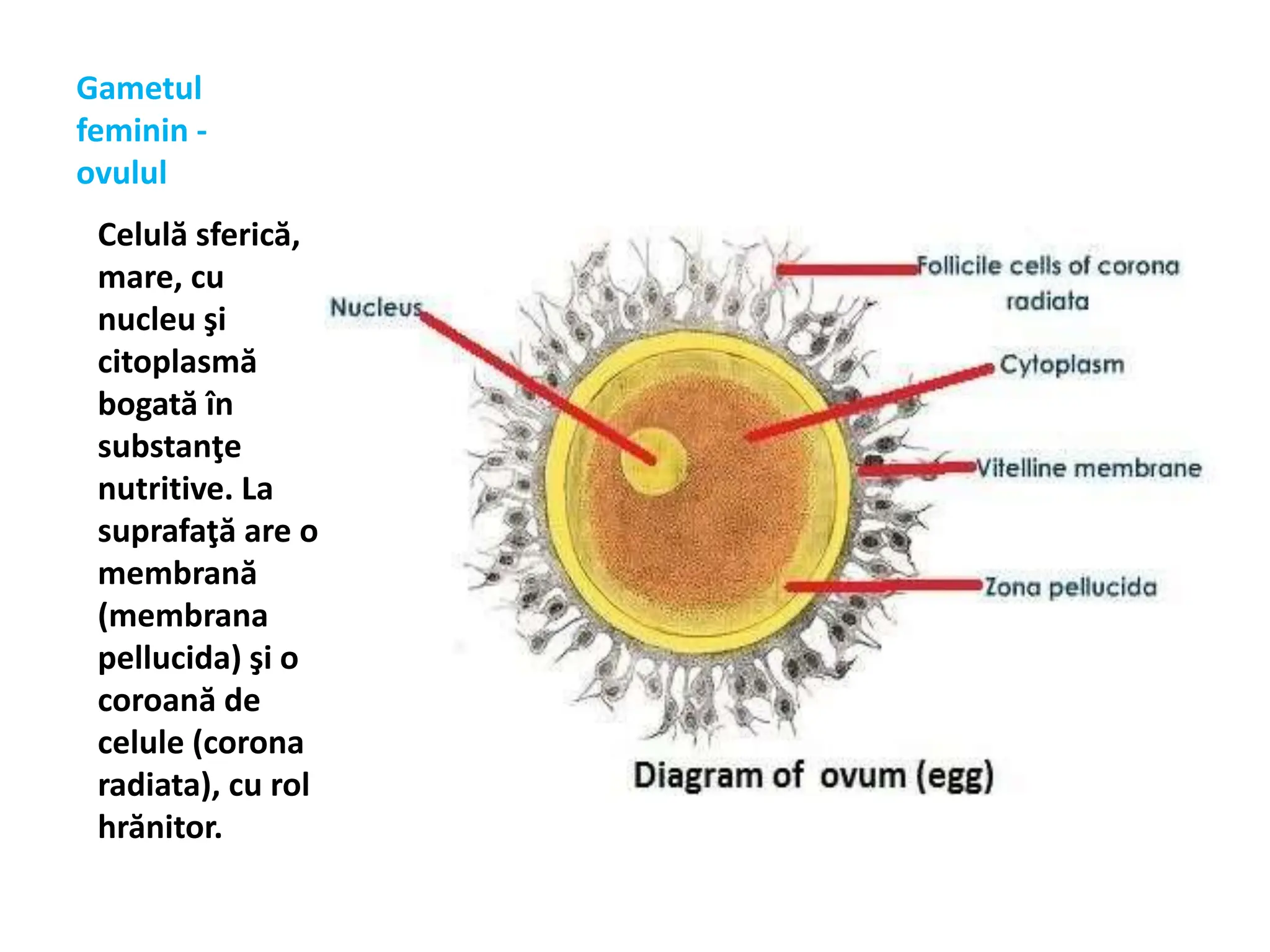 sistemul-reproducc482tor-la-om.ppt