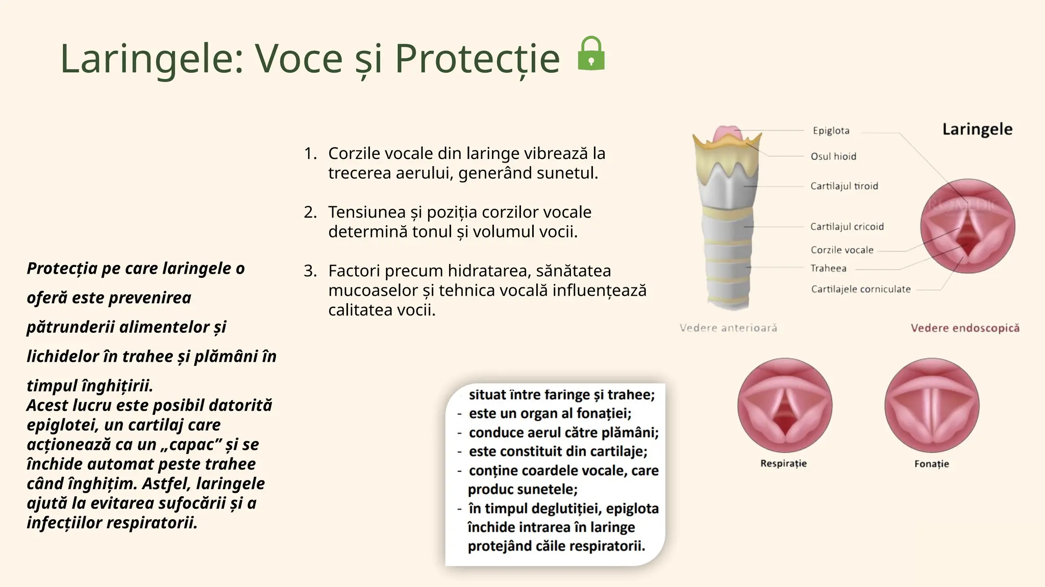 Sistemul-Respirator-O-Introducere-Vizuala.pptx