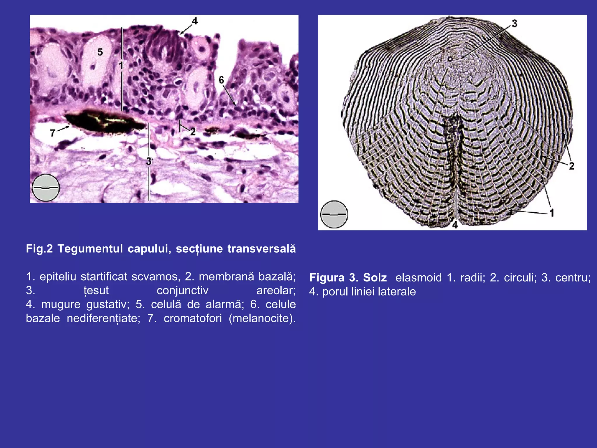 Sistemul Tegumentar | PPT