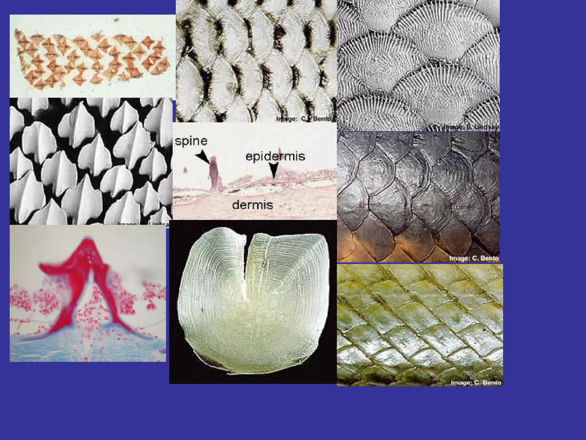 Sistemul Tegumentar | PPT