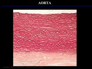 Histology Slide Of Aorta