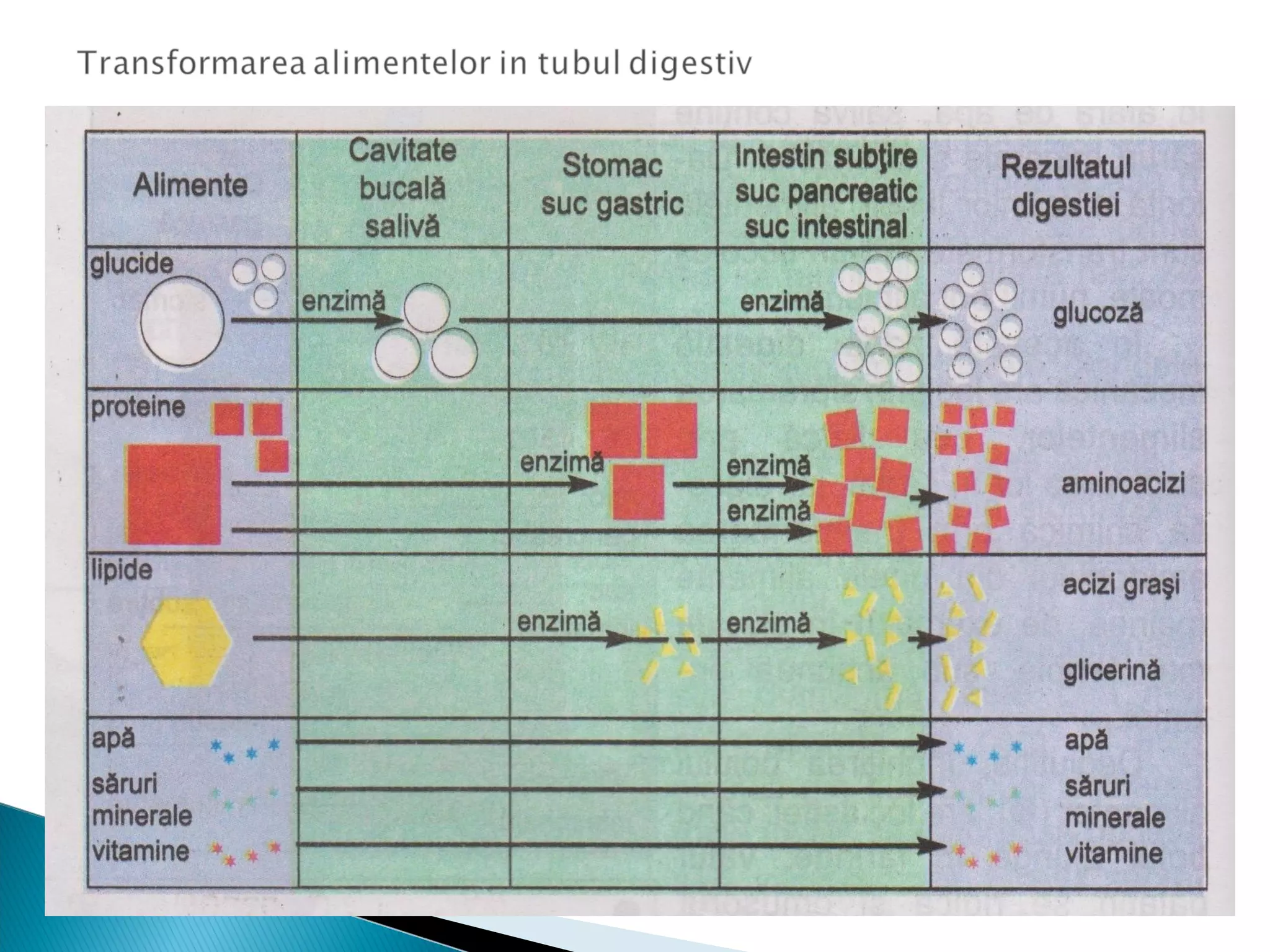 Sistemul digestiv | PPT