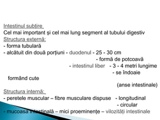 Sistemul digestiv | PPT