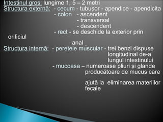 Sistemul digestiv | PPT