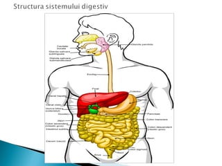 Sistemul digestiv | PPT