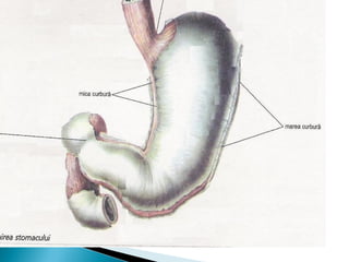 Sistemul digestiv | PPT