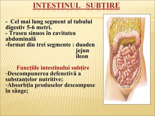 Sistemul digestiv | PPT
