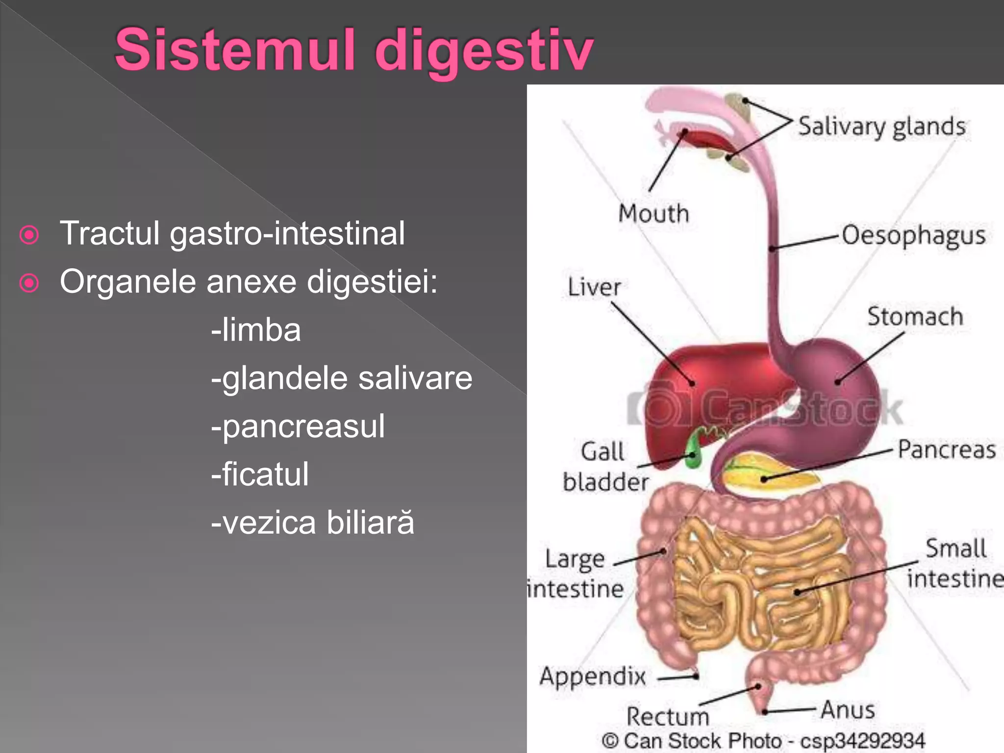 Sistemul digestiv | PPTX