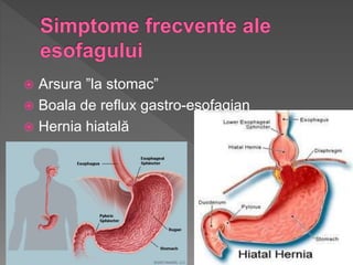 Sistemul digestiv | PPT