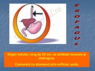 Sistemuldigestiv (1) | PPT