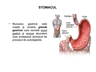 Sistemul digestiv 1 | PPT
