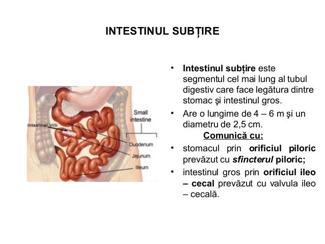 Diagramasistemuluidigestivpentrucopii