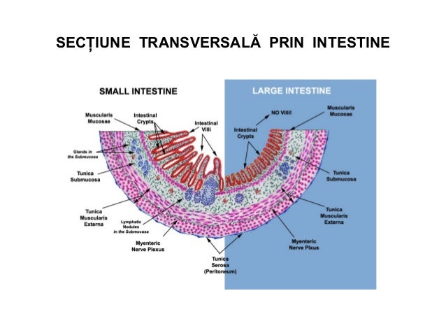 Diagramasistemuluidigestivpentrucopii