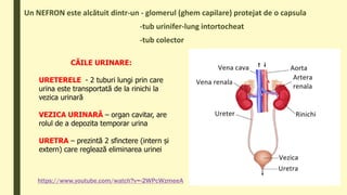 Sistemul excretor la om | PPTX