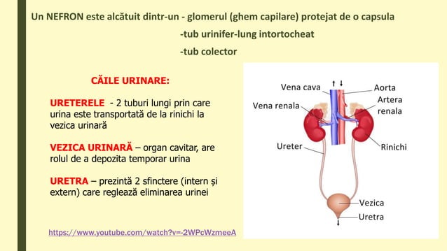Sistemul excretor la om | PPTX
