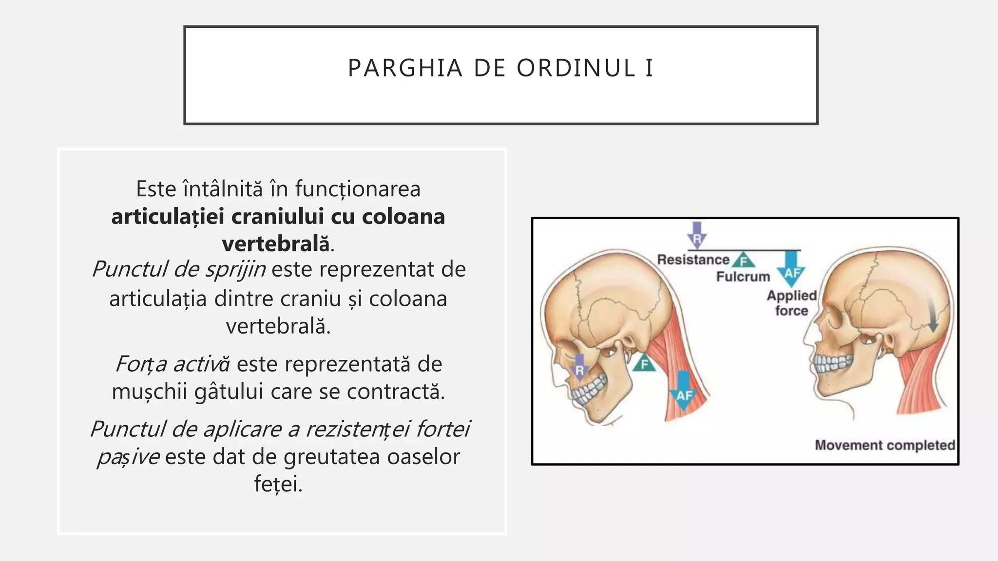 Sistemul locomotor - biologie | PPTX