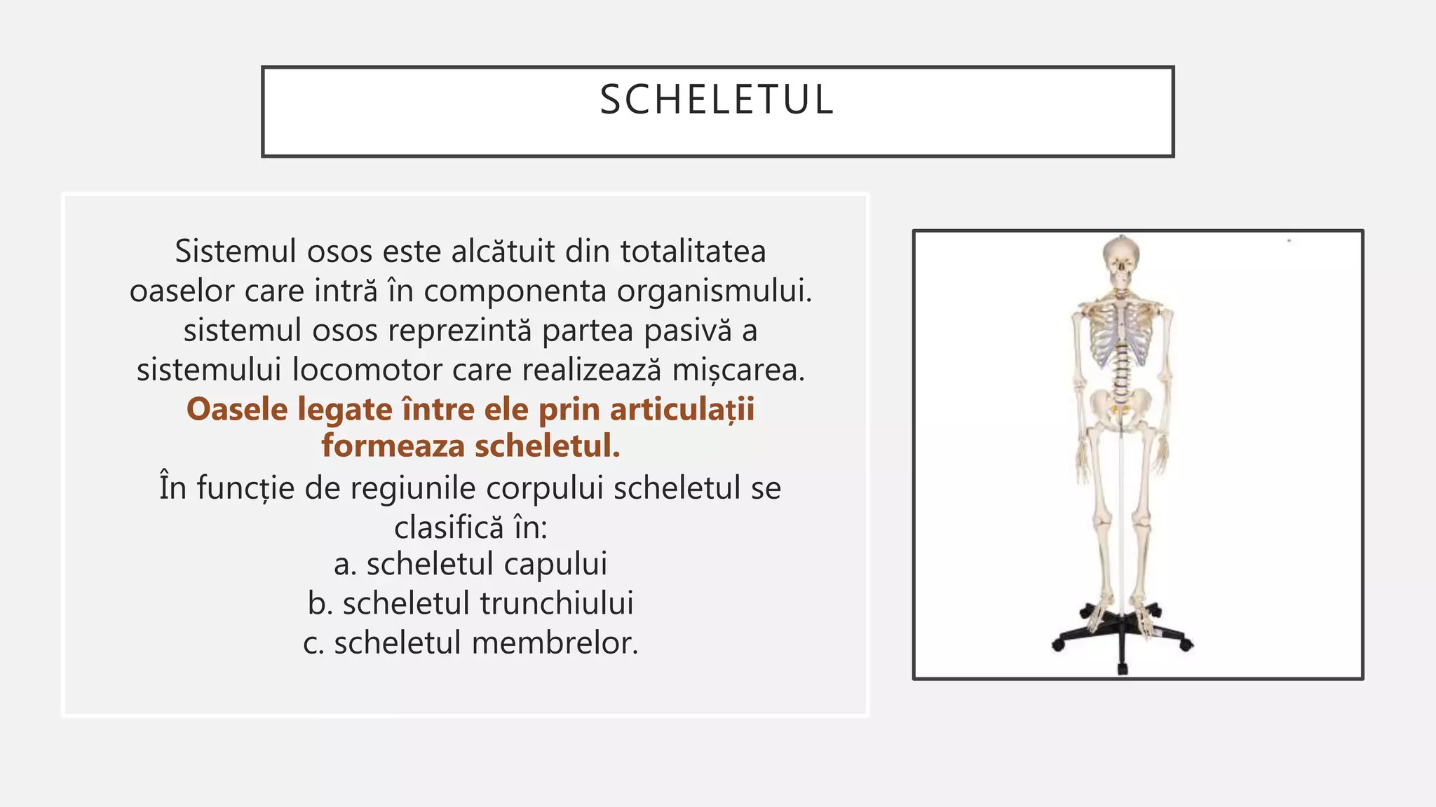 Sistemul locomotor - biologie | PPTX