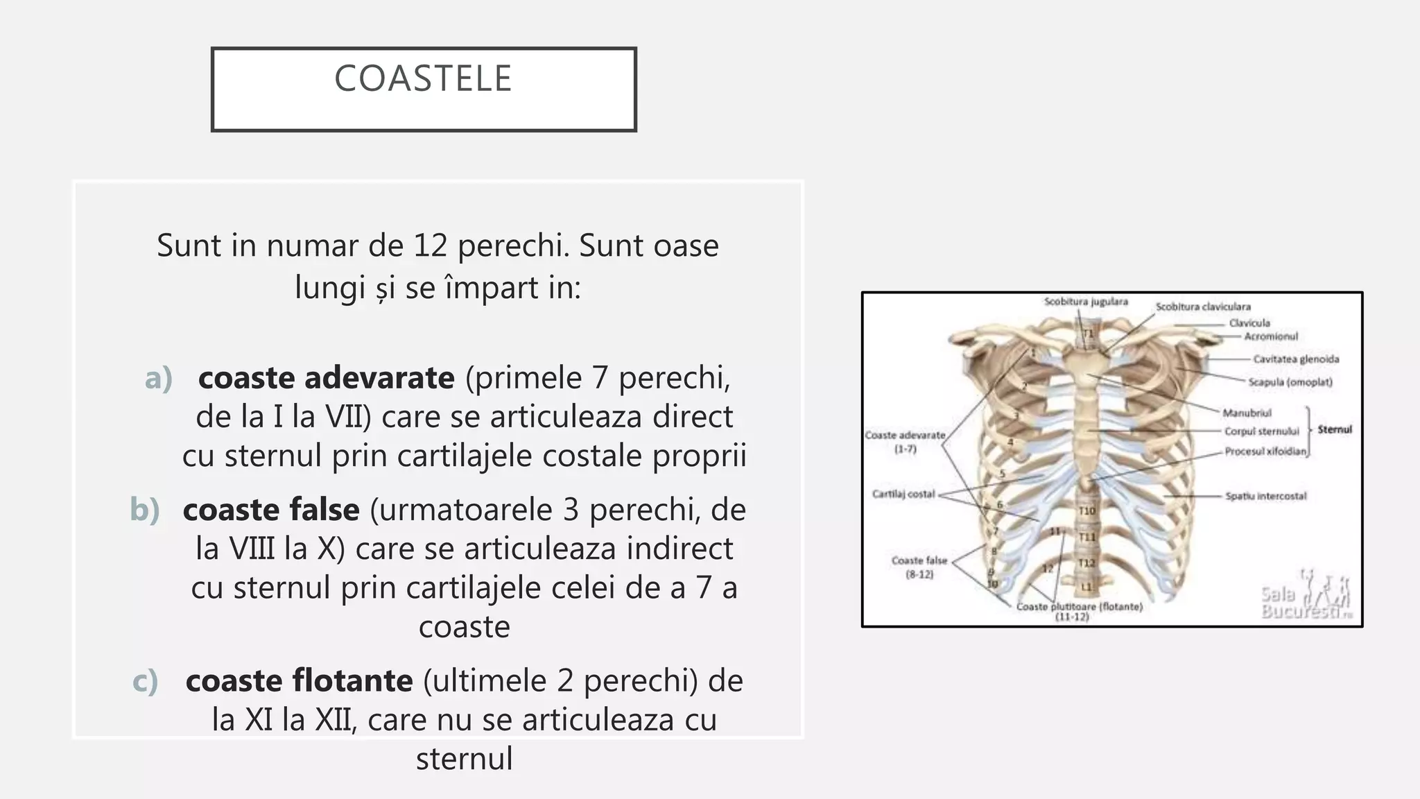 Sistemul locomotor - biologie | PPTX
