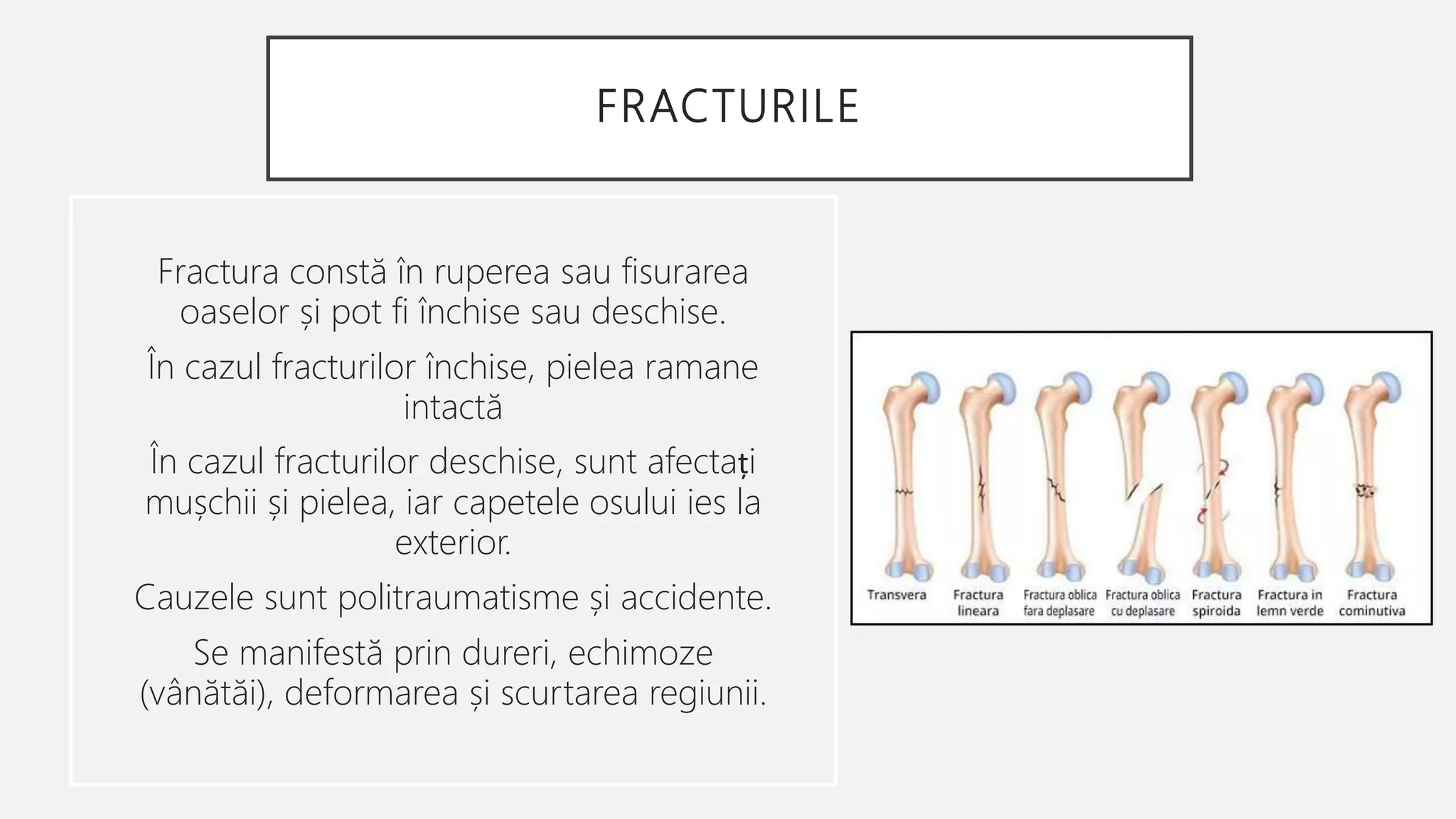 Sistemul locomotor - biologie | PPTX