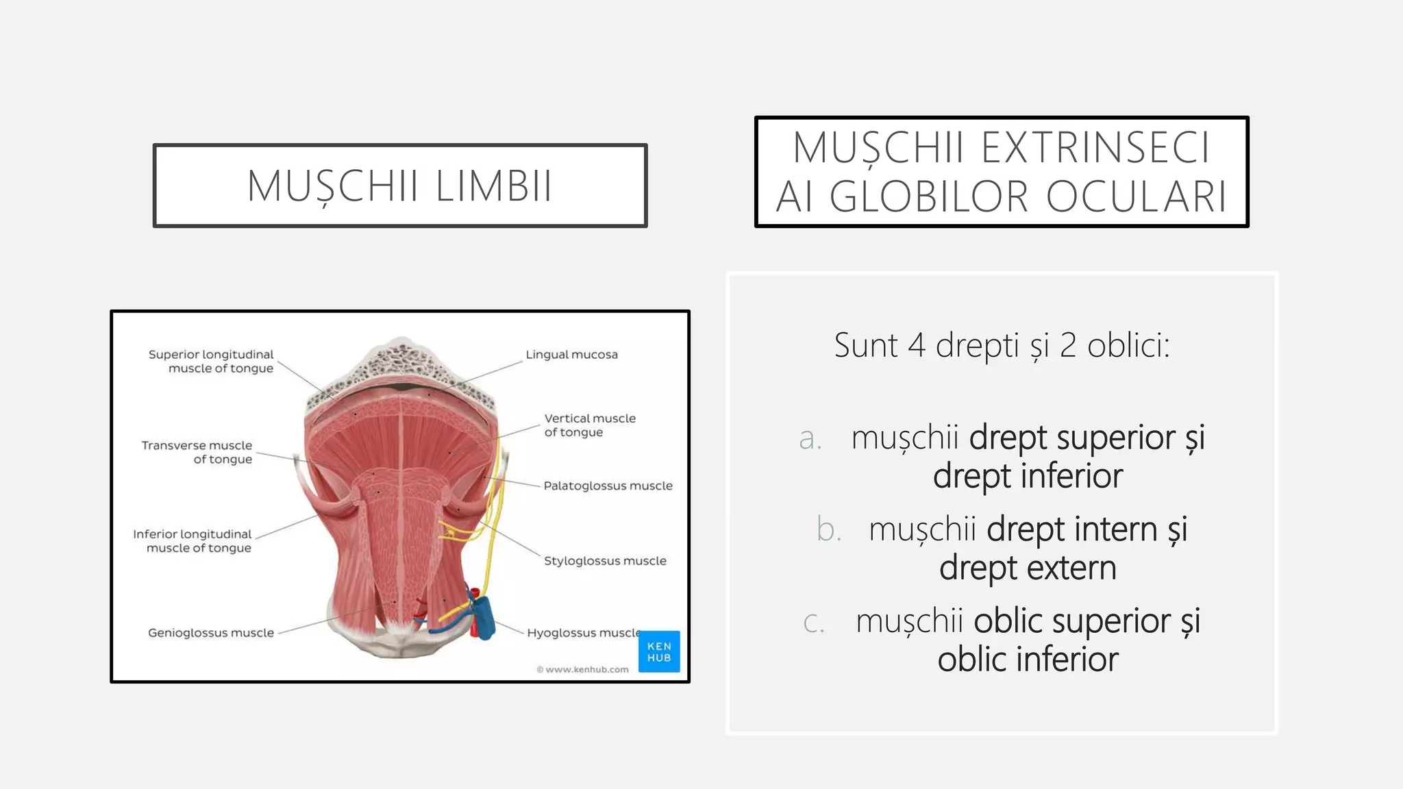 Sistemul locomotor - biologie | PPTX