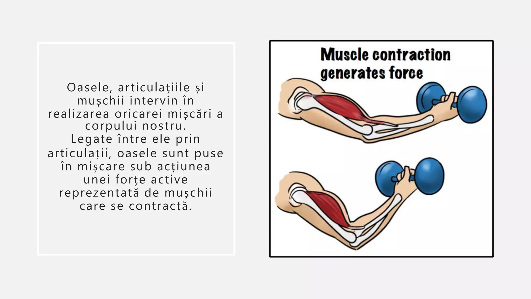 Sistemul locomotor - biologie | PPTX