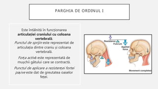 Sistemul locomotor - biologie | PPTX
