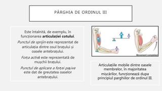 Sistemul locomotor - biologie | PPTX